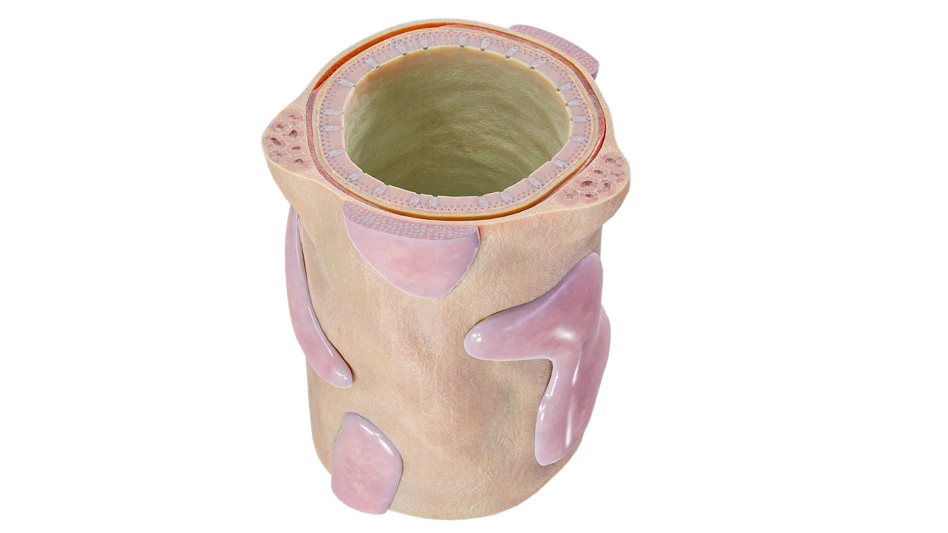 3d Microanatomy Model Of Intrapulmonary Bronchus Voka